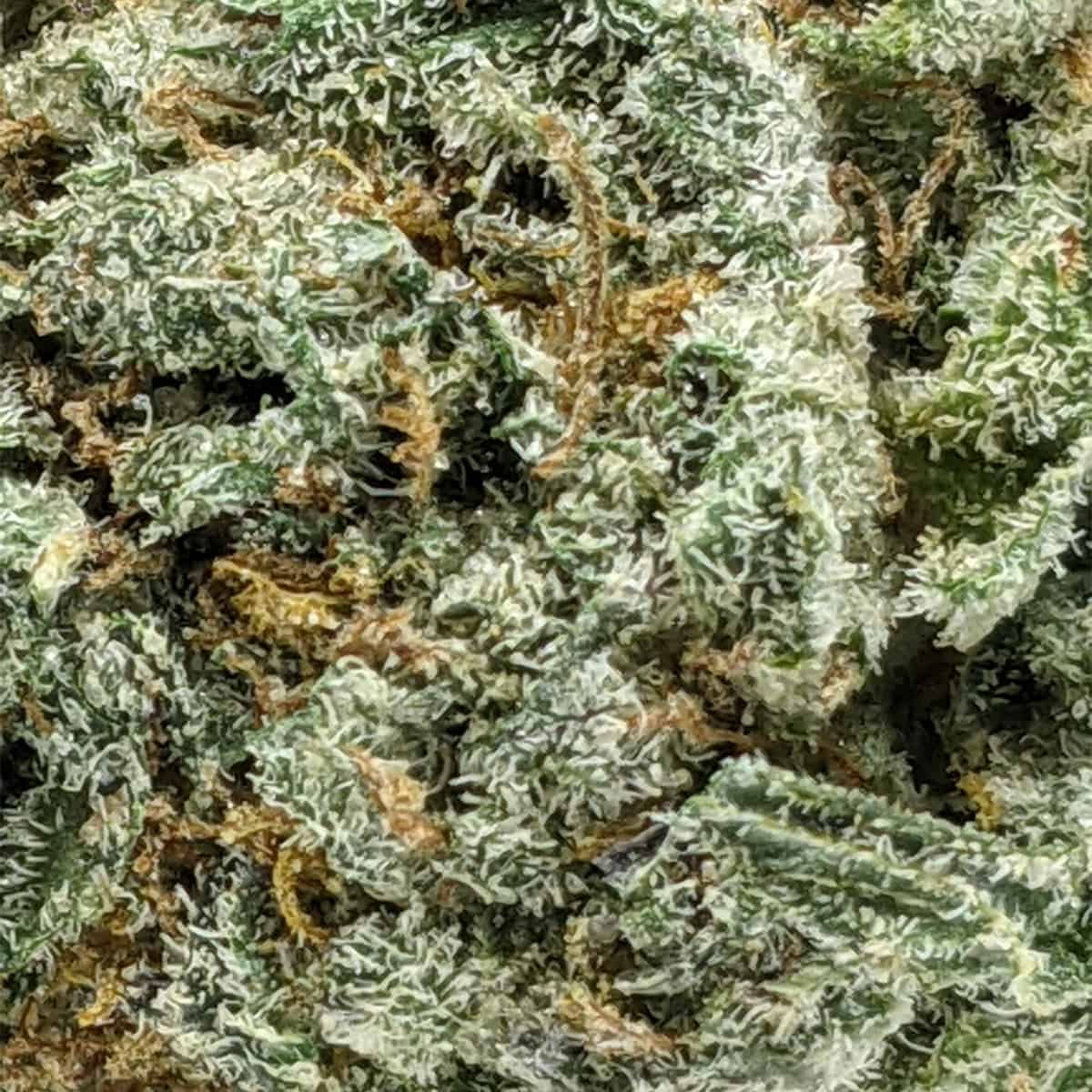 Bubble Gum | Buy Weed Online | Online Dispensary
