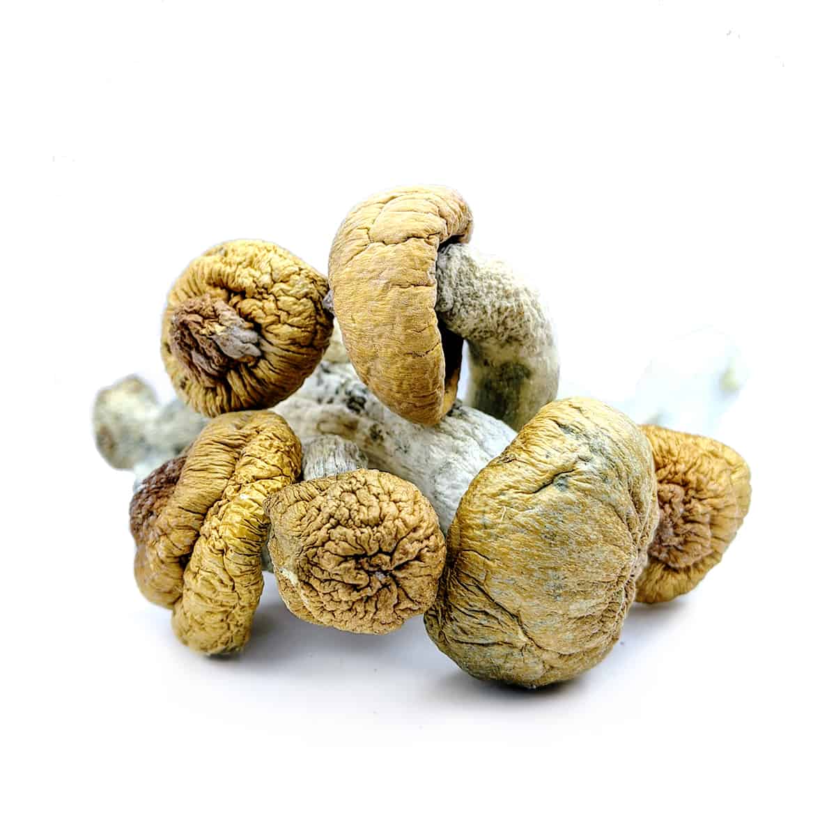 Albino Goldies Magic Mushrooms | Buy Weed | Bulkweedinbox