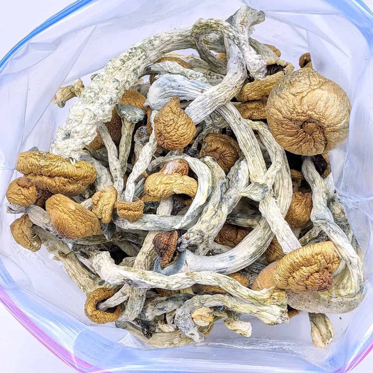 Albino Goldies Magic Mushrooms | Buy Weed | Bulkweedinbox