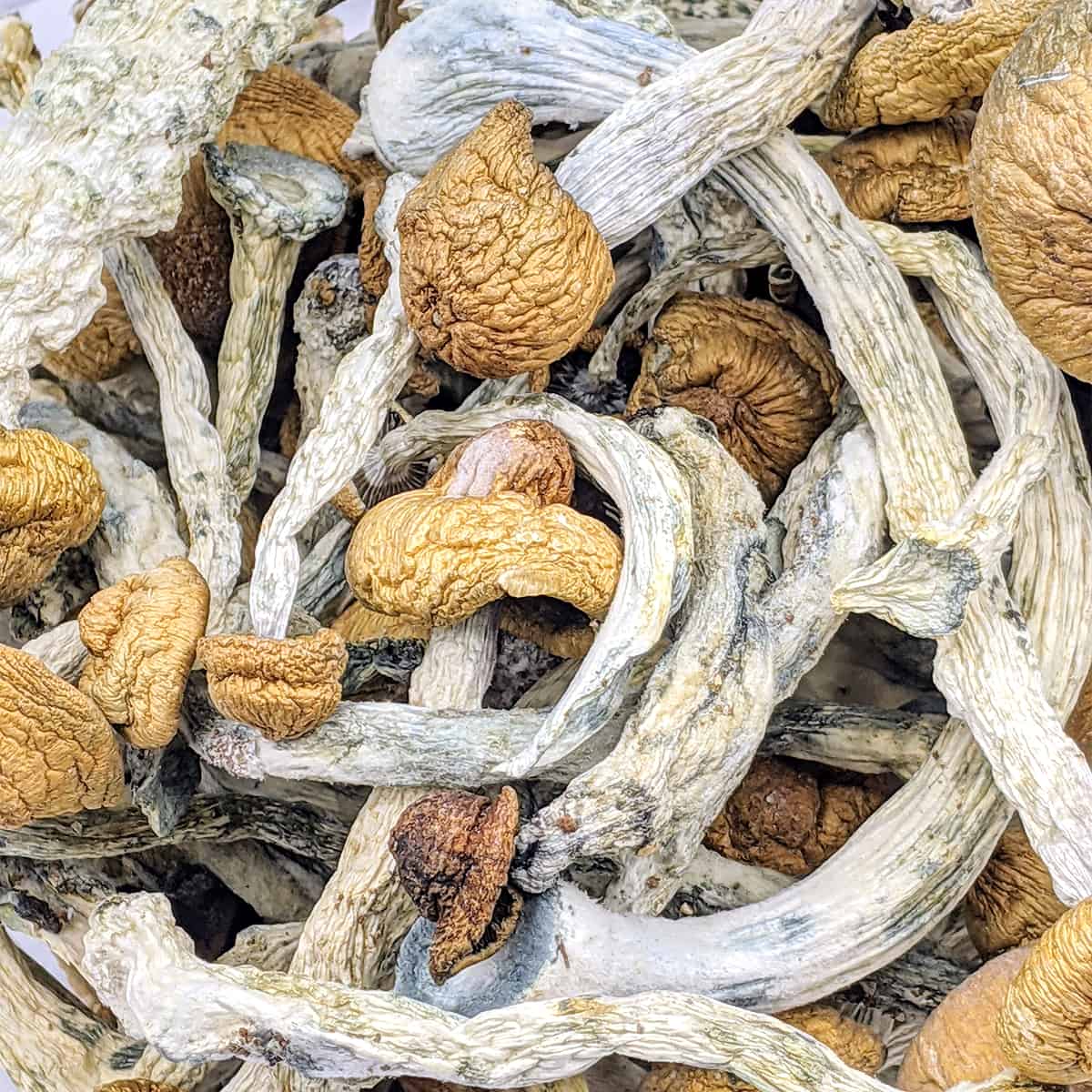Albino Goldies Magic Mushrooms | Buy Weed | Bulkweedinbox