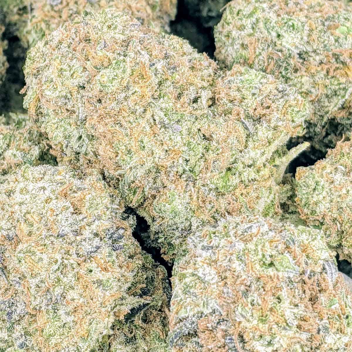 Orange Dream AAAA Budget Buds | Online Dispensary Canada | Bulkweedinbox