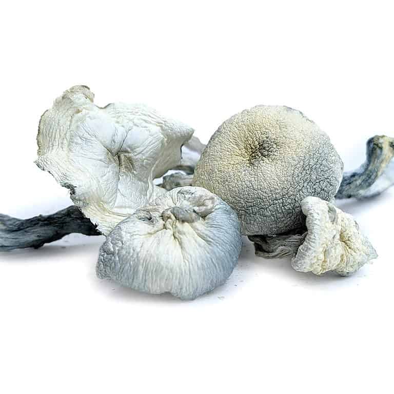 Albino A+ Magic Mushrooms | Buy Weed Online
