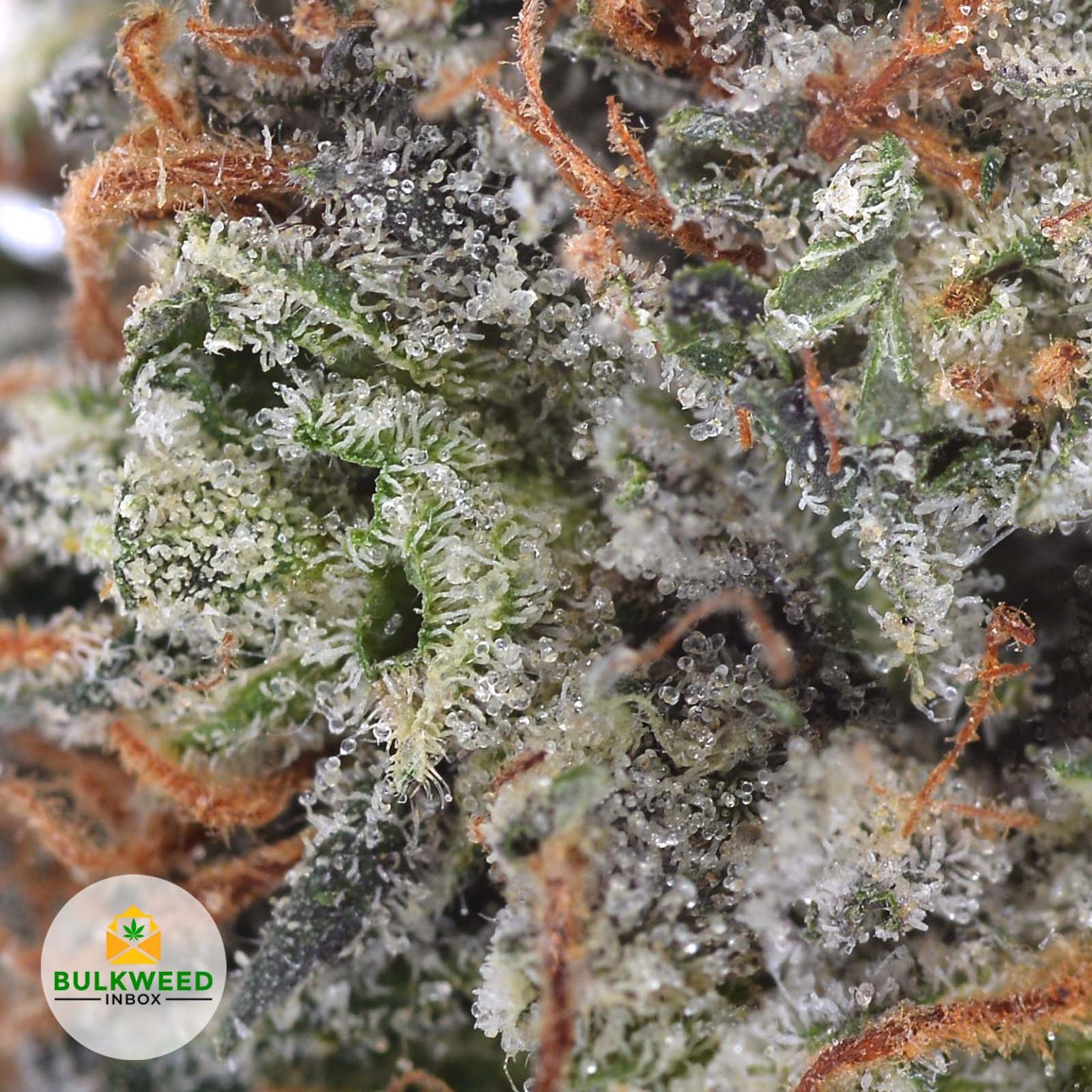 El Jefe Strain | Online Dispensary Canada | Bulkweedinbox
