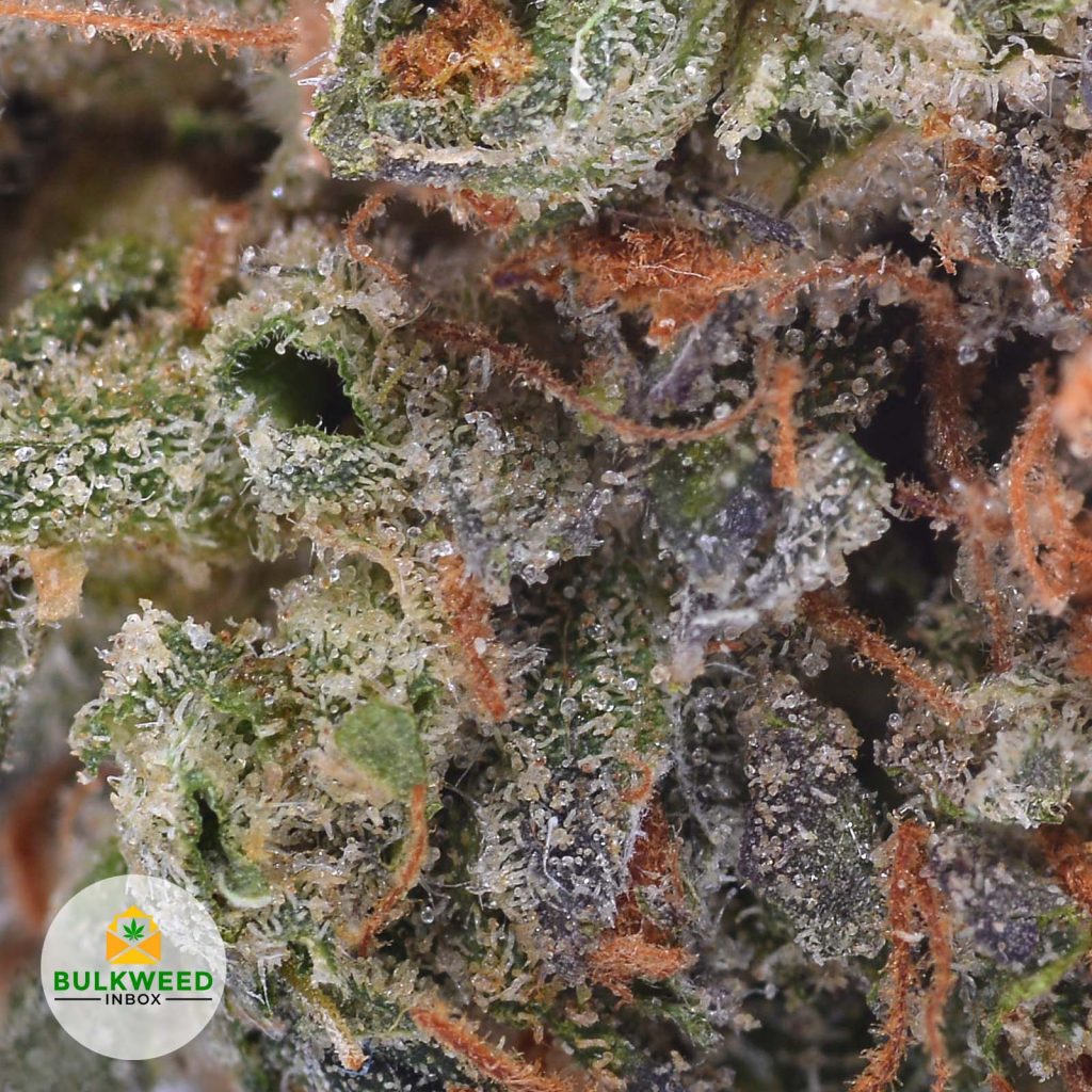 Sticky Larry AAA | Buy Weed Online | Online Dispensary