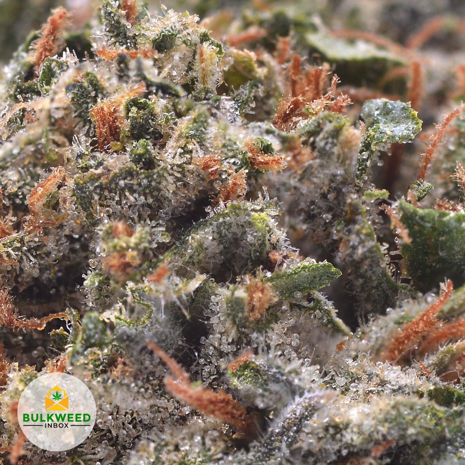 Sundae Driver AA+ | Buy Weed | Bulkweedinbox