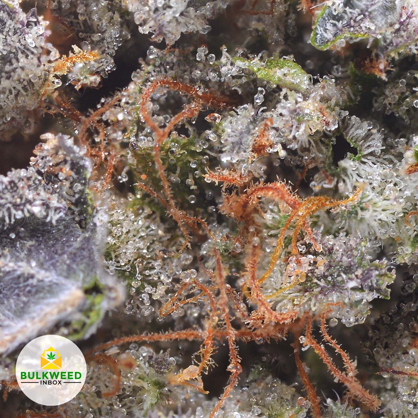 Sticky Larry AAAA+ Tyson Farms Craft | Buy Weed Online | Online Dispensary