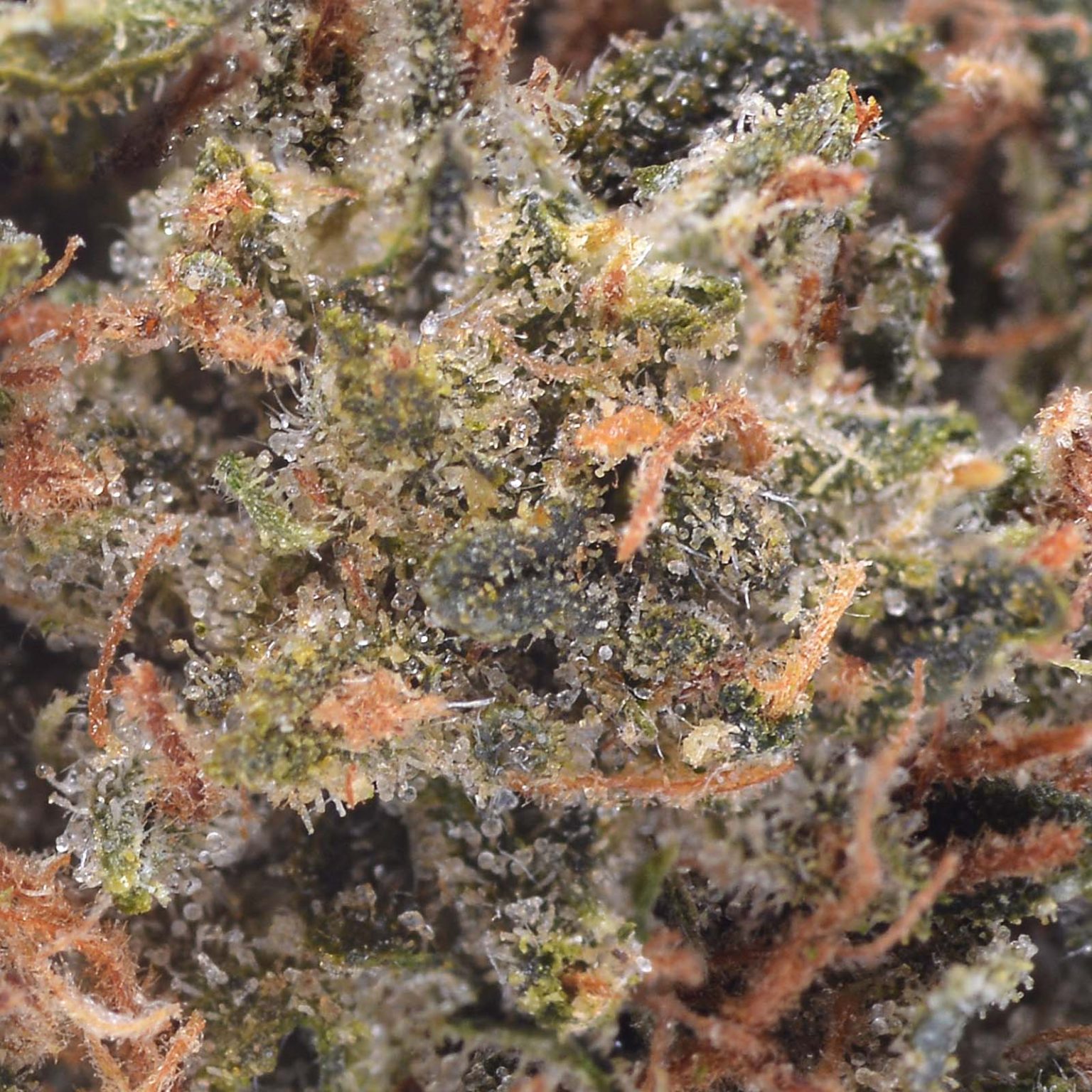 White Rhino | Buy Weed Online | Online Dispensary