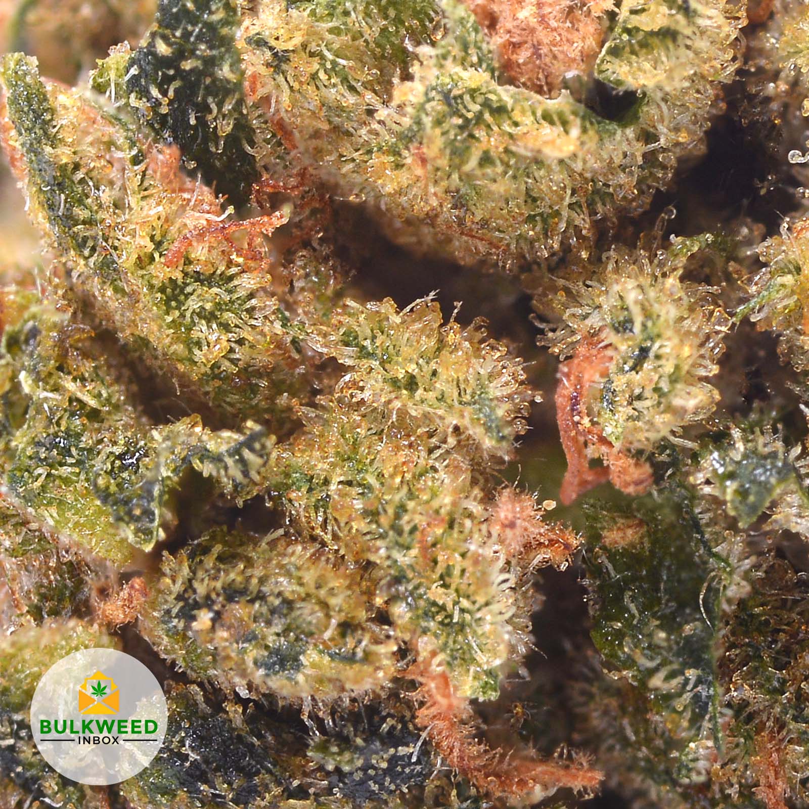 Pine Tar AA+ | Buy Weed | Bulkweedinbox