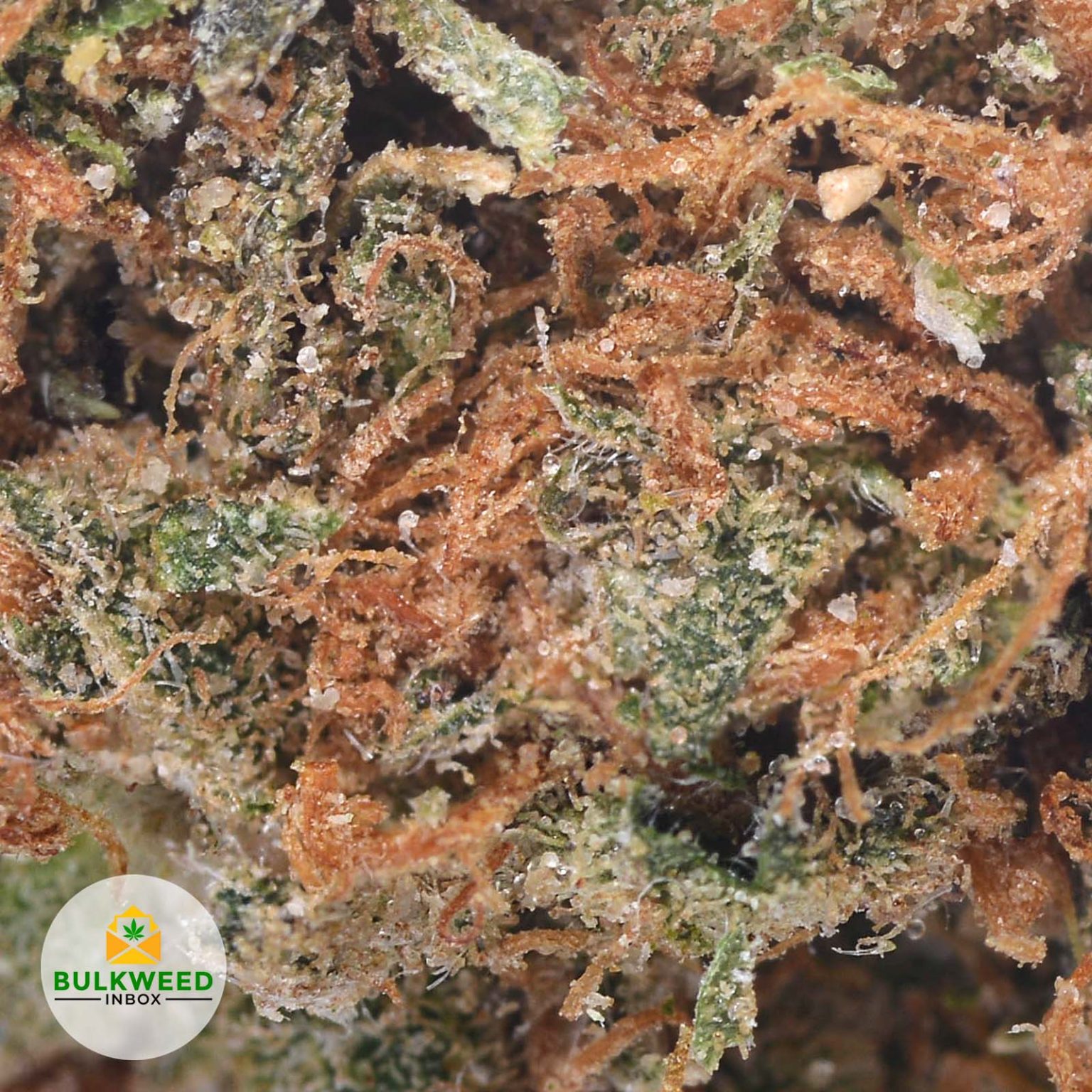 Acapulco Gold AA+ | Buy Weed Online | Online Dispensary