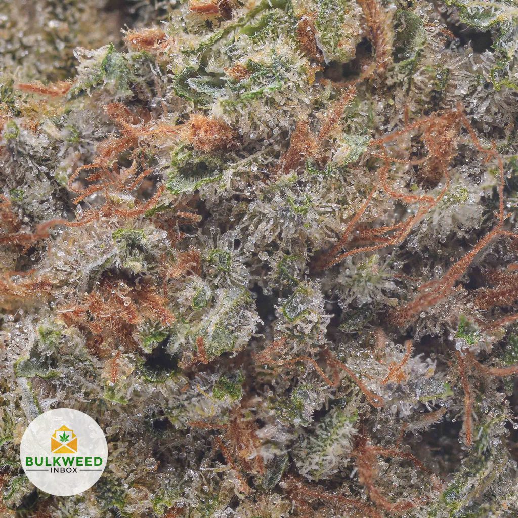 Gorilla Glue AAA+ | Buy Weed Online | Online Dispensary