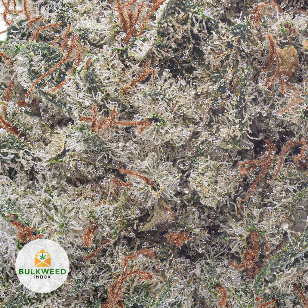Jack Herer AA+ | Buy Weed Online | Online Dispensary