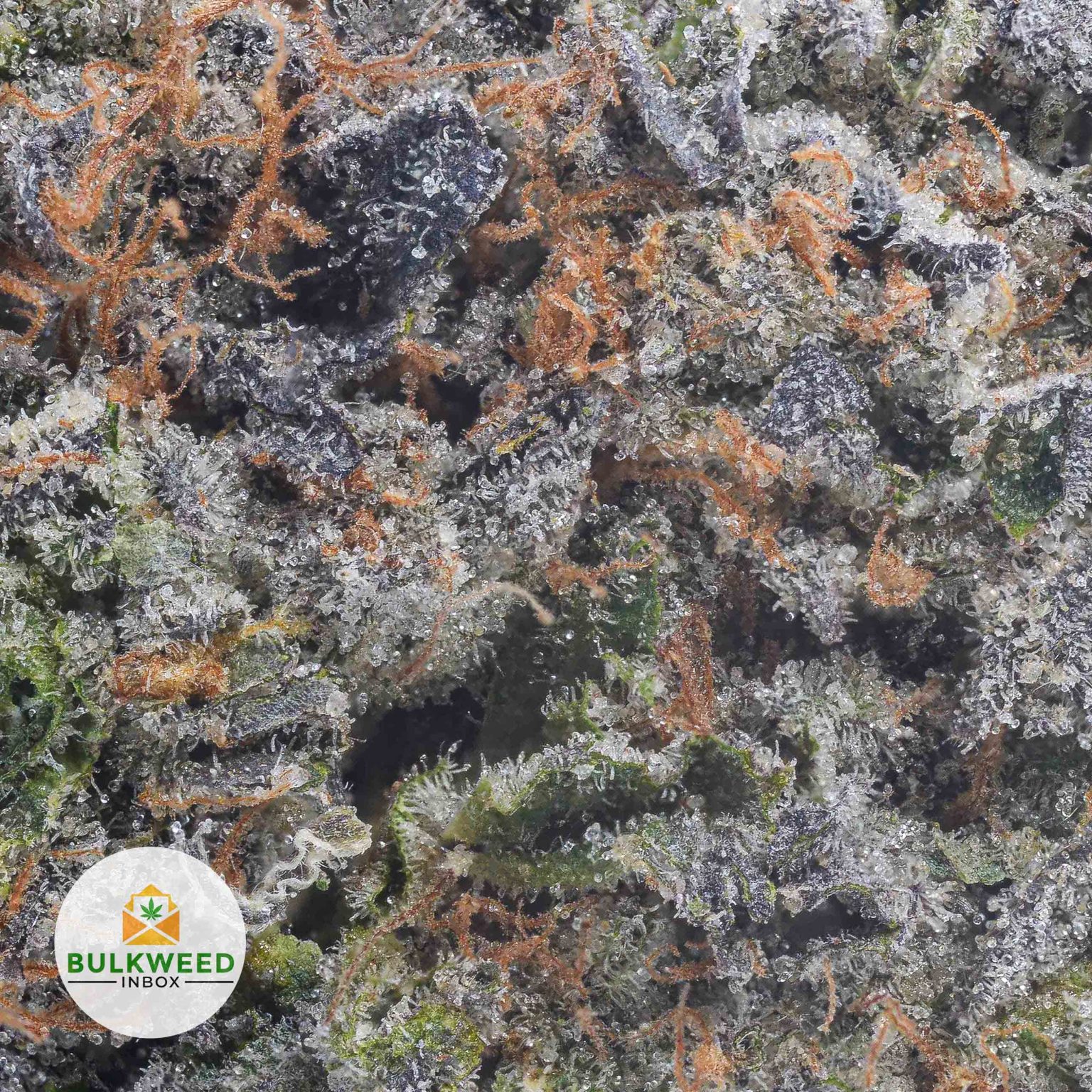 El Jefe Strain | Online Dispensary Canada | Bulkweedinbox