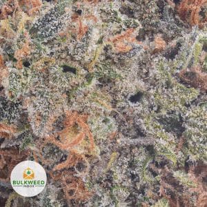 Pine Tar AAAA Budget Buds | Buy Weed | Bulkweedinbox