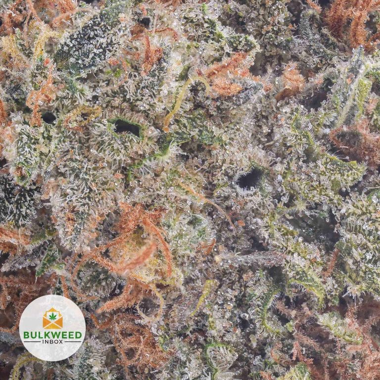 Pine Tar AAAA Budget Buds | Buy Weed | Bulkweedinbox