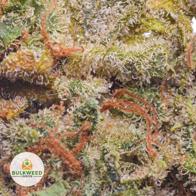 Pine Tar AA+ | Buy Weed | Bulkweedinbox