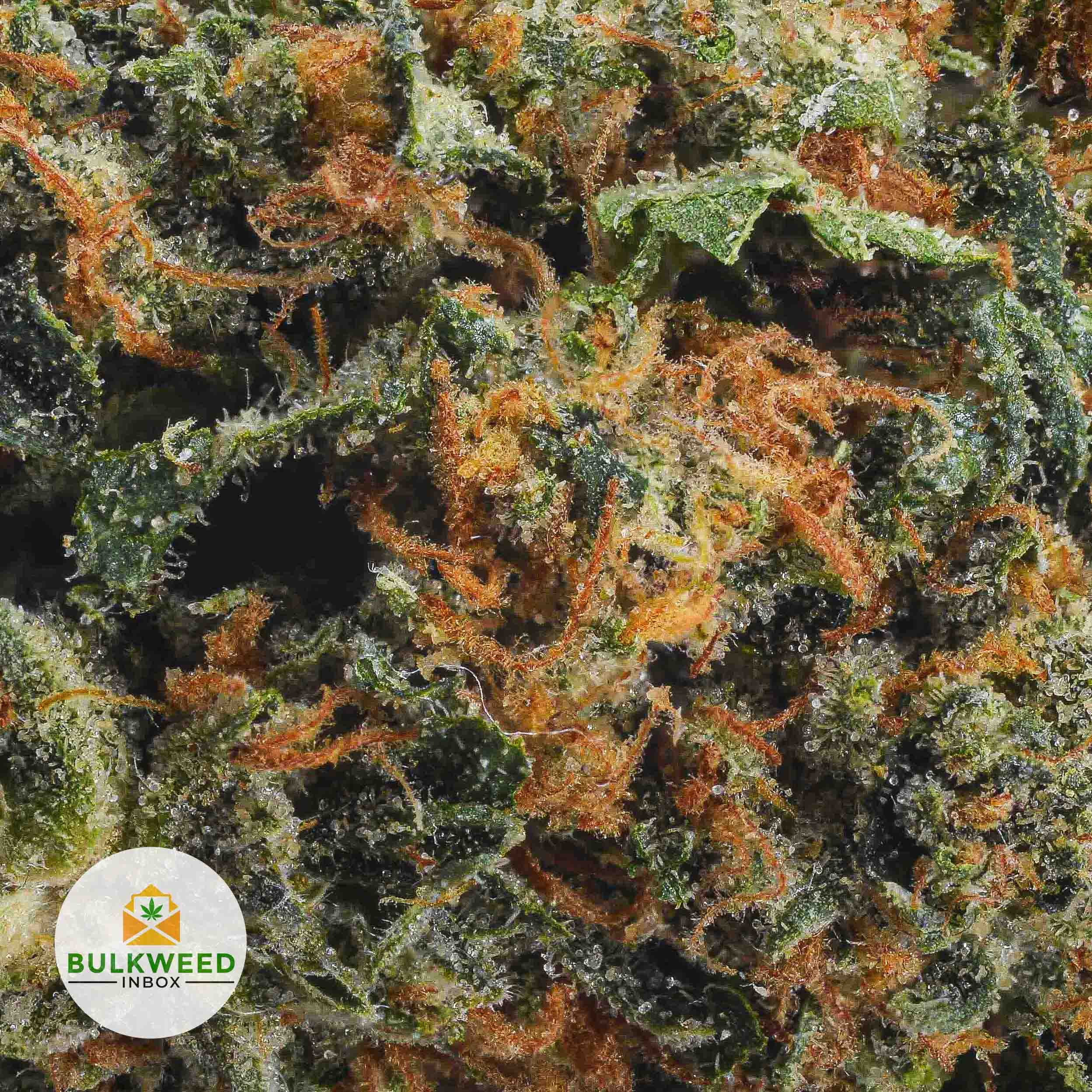 El Jefe Strain | Online Dispensary Canada | Bulkweedinbox