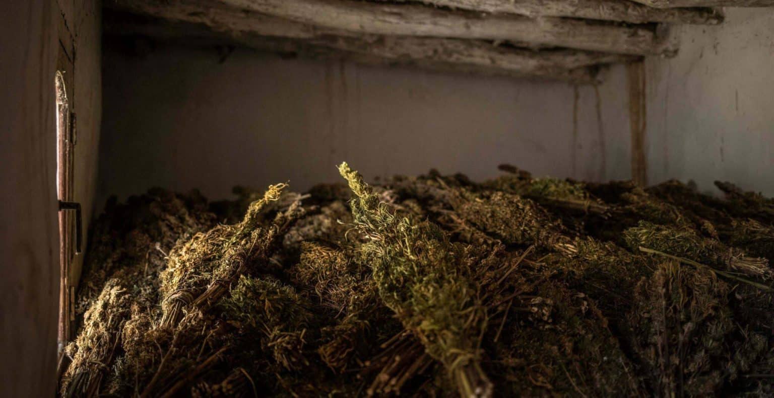 Hash vs Weed: Differences Explained (2025) | Bulkweedinbox